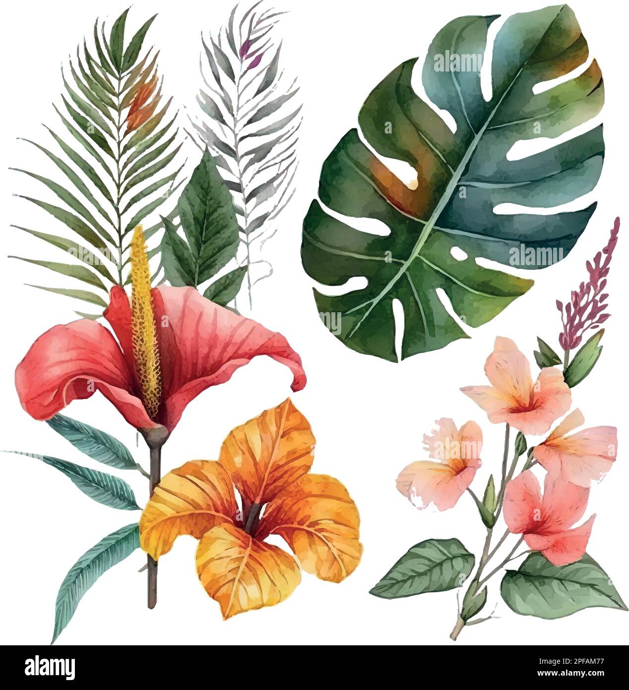 Brazilian hibiscus Stock Vector Images - Alamy