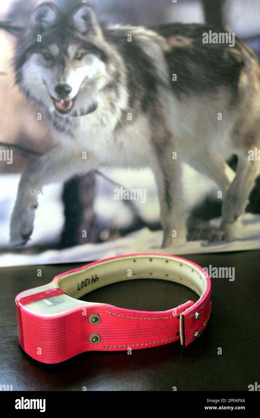 TO GO WITH STORY TITLED RETURN TO THE WILD**A special radio collar used ...