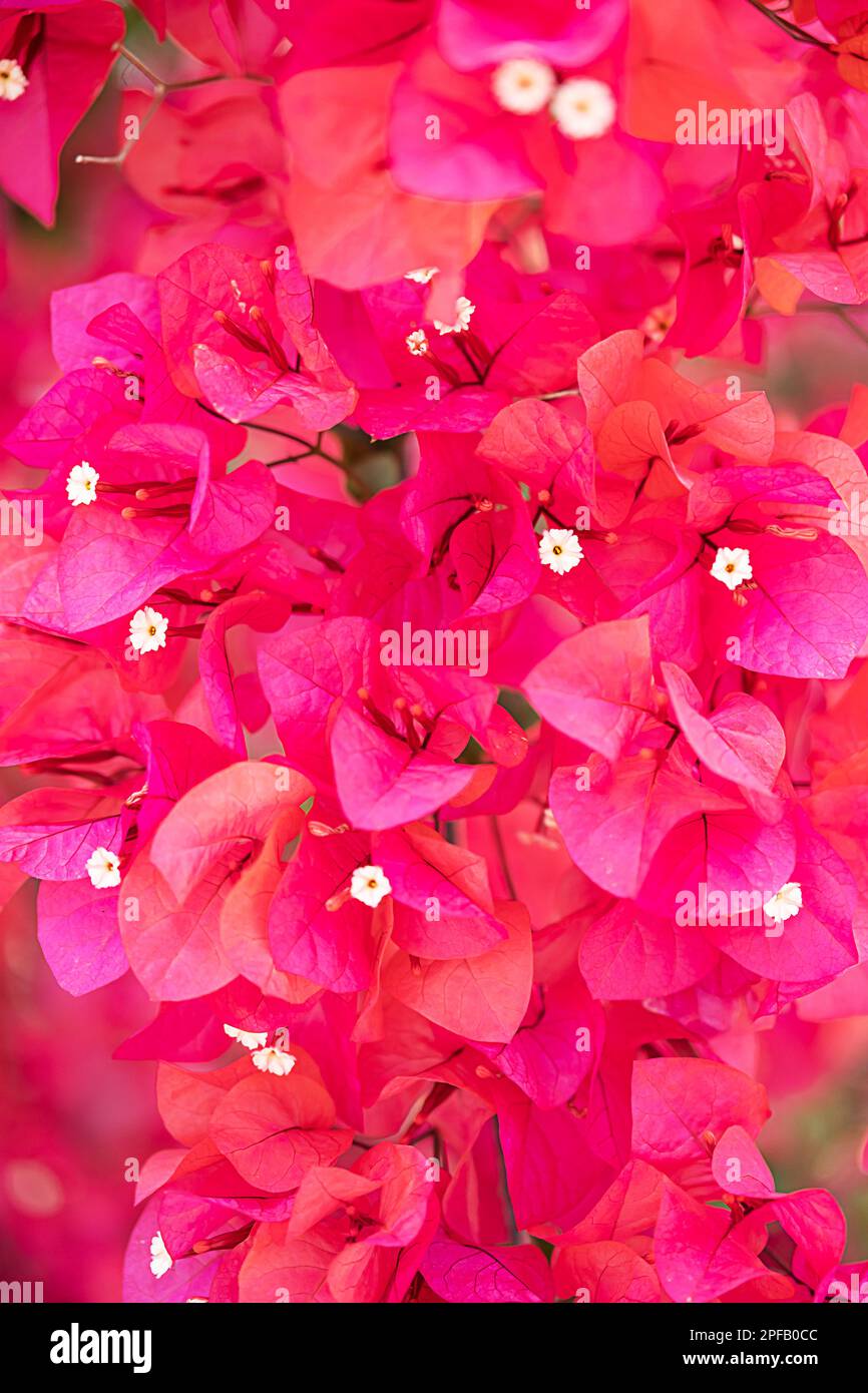 Pink splendor floral pattern. Pink flowers close up, selective focus ...