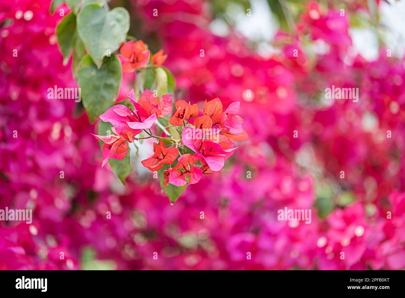 Pink splendor hi-res stock photography and images - Alamy