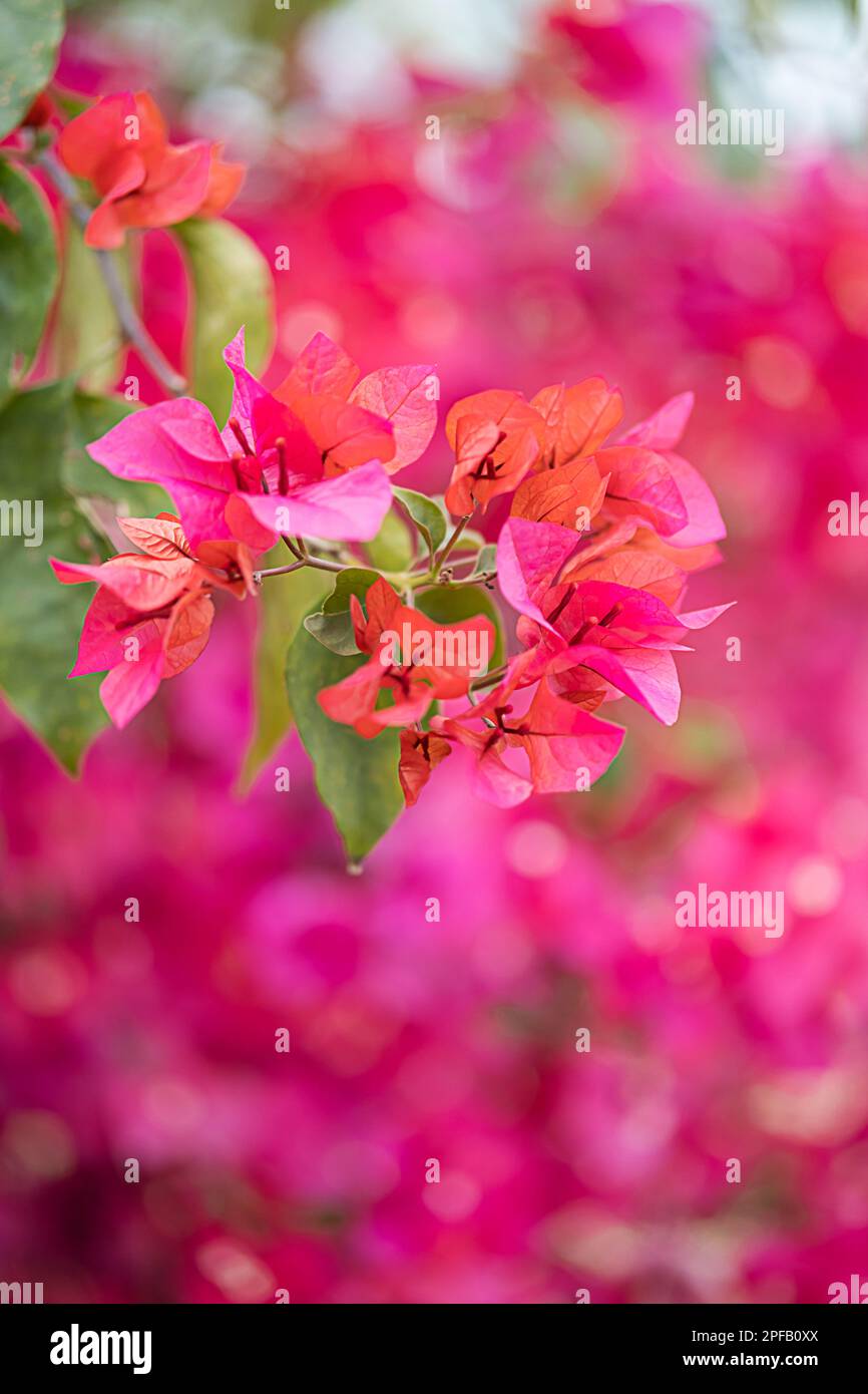 Pink splendor floral pattern. Pink flowers close up, selective focus ...