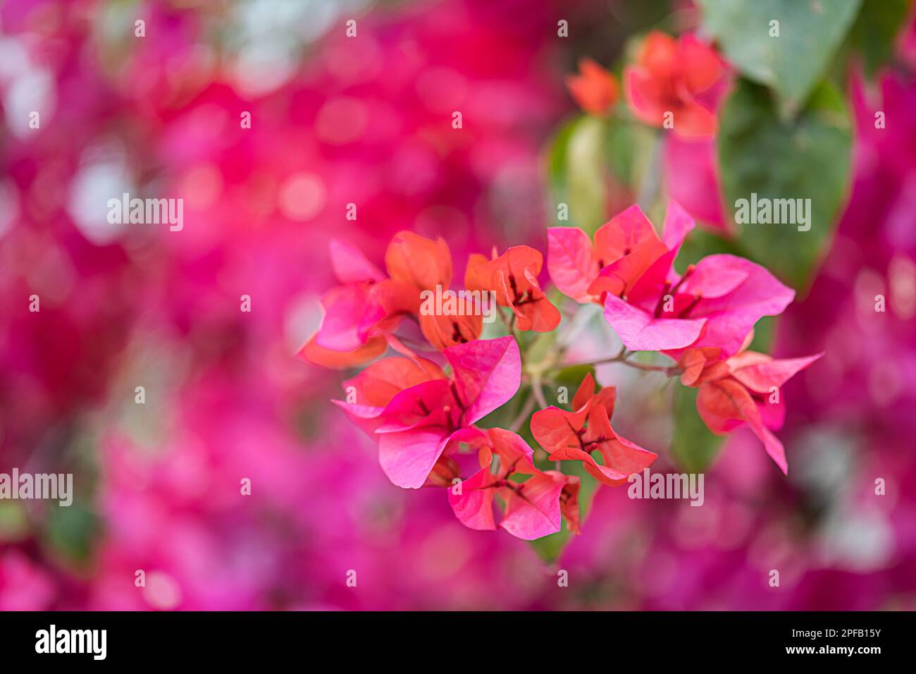 Pink splendor floral pattern. Pink flowers close up, selective focus ...