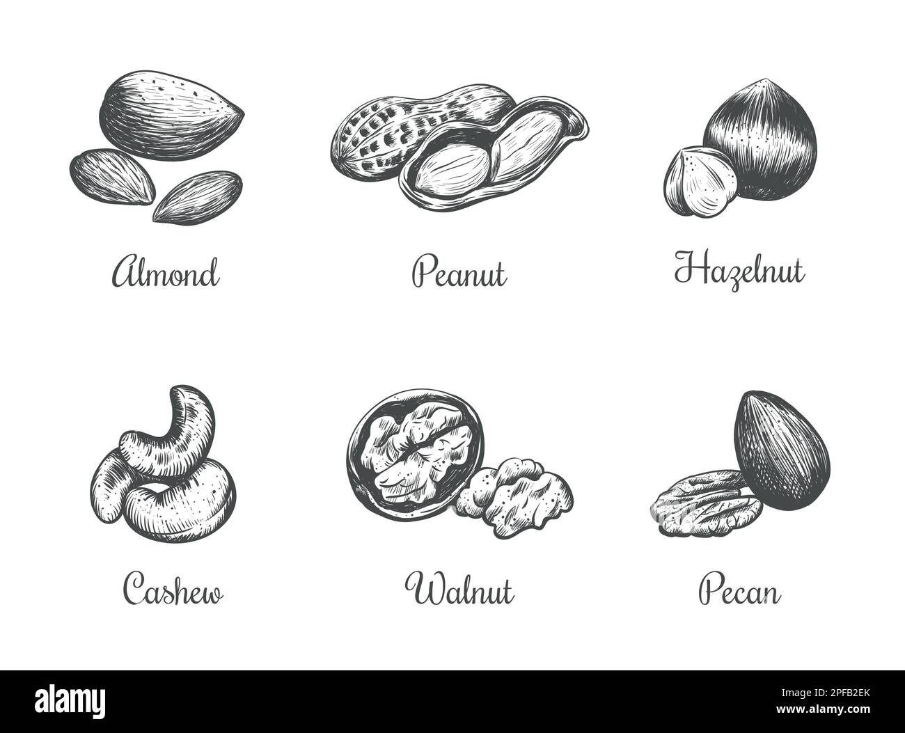 Nuts collection vector illustration hand drawing Stock Vector Image ...