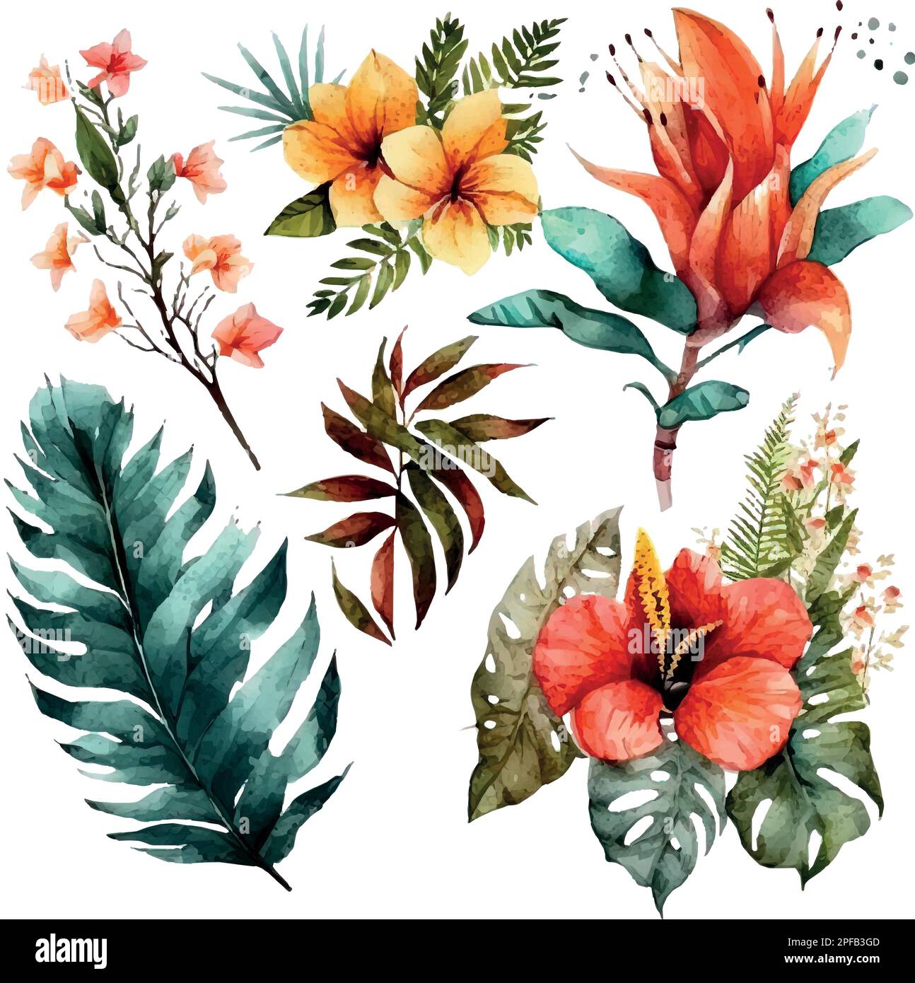 Brazilian hibiscus Stock Vector Images - Alamy