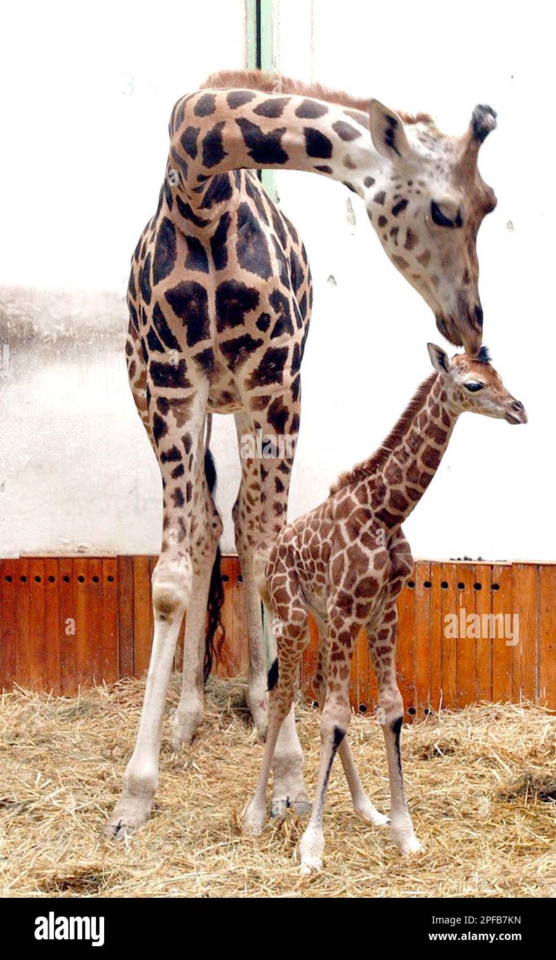 One-day-old female baby giraffe Saka stands next to her mother Santana ...