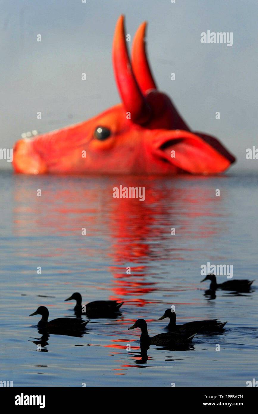 A group of ducks pass the figure of a cow's head, displayed in a lake ...