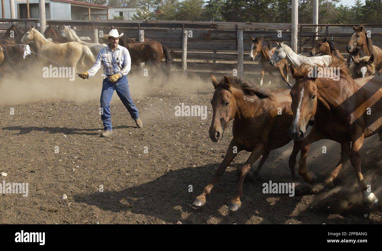 ** ADVANCE FOR WEEKEND, JULY 27-28 ** Rick Young is like a ringmaster ...