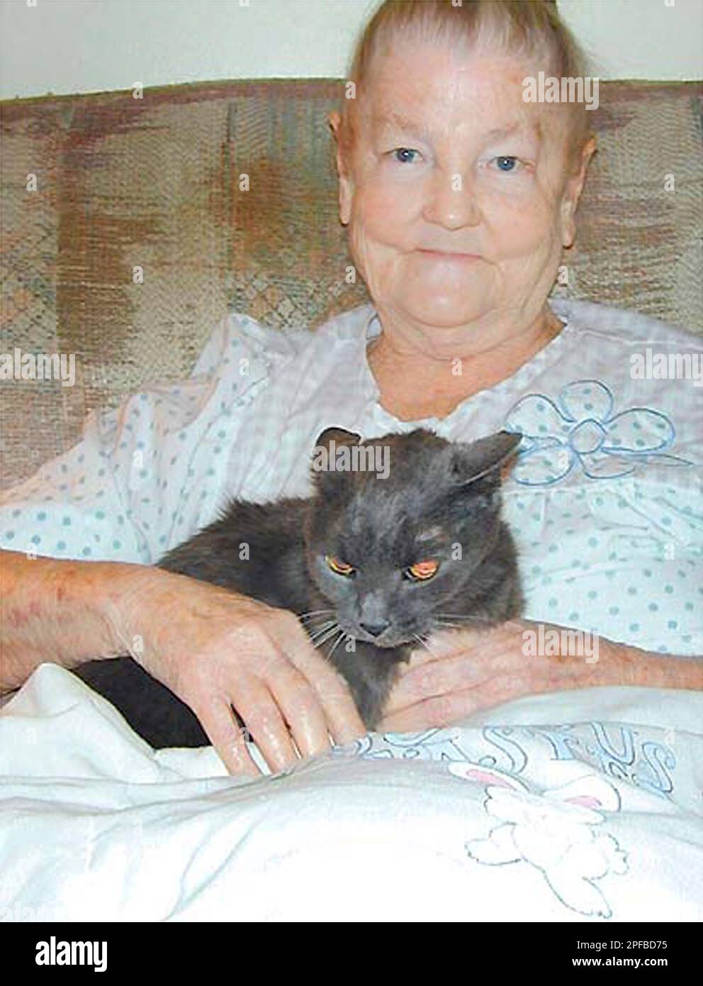 Misty Dawn, a female gray Russian short hair, relaxes in one of her ...