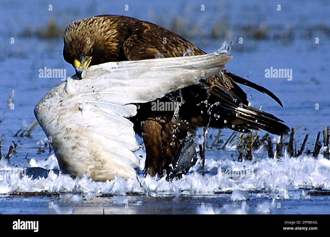 A golden eagle feeds on the wing of a tundra swan at the Lower Klamath ...