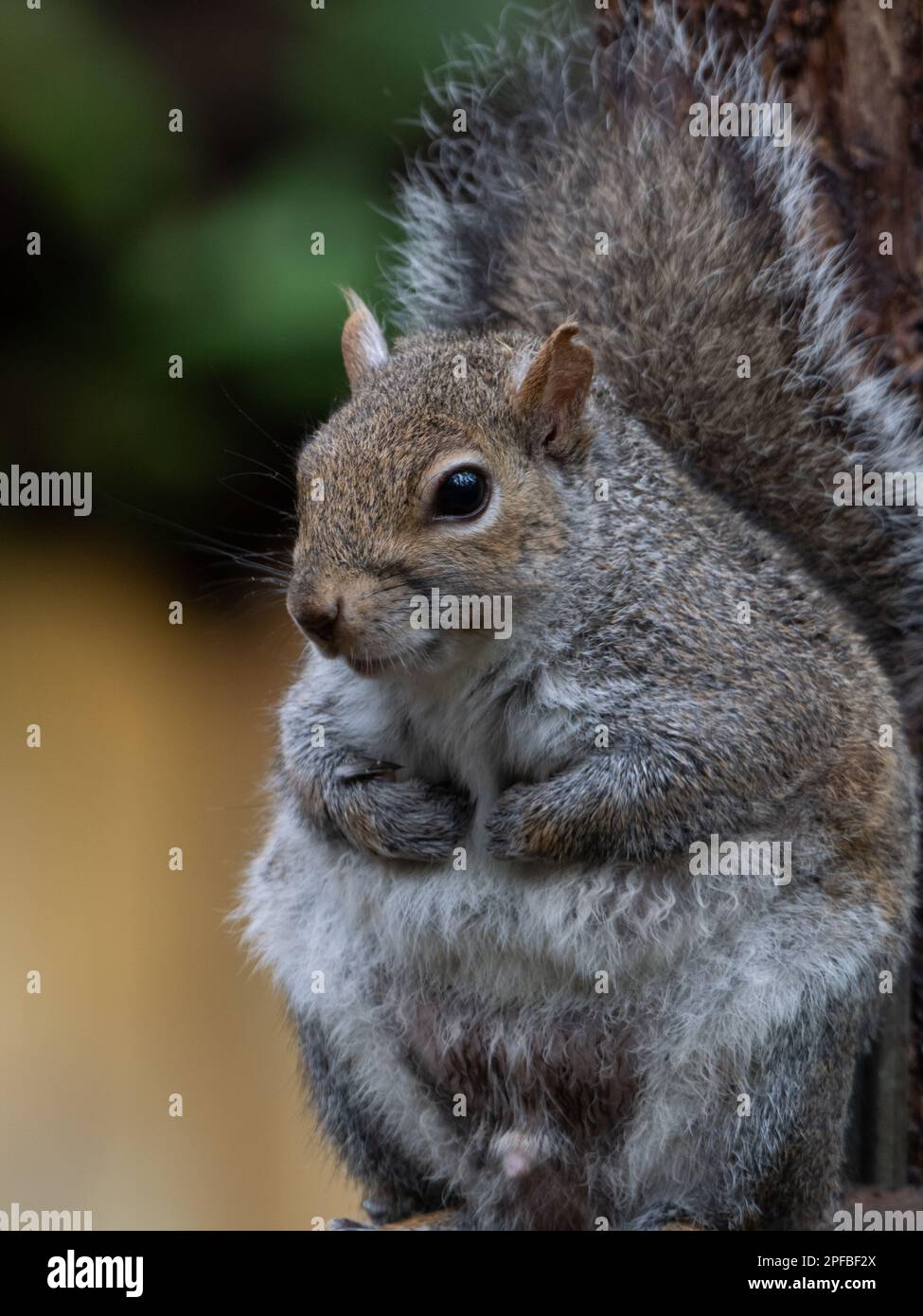 Chubby Eastern Gray Squirrel sitting on perch with arms folded on chest ...