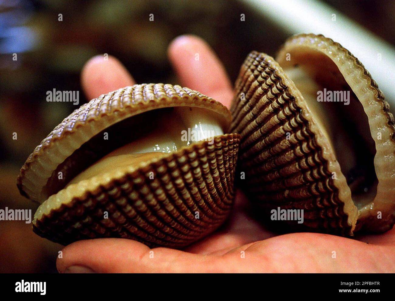 Adult brood cockles from the Qutekcak Shellfish Hatchery in Kenai ...