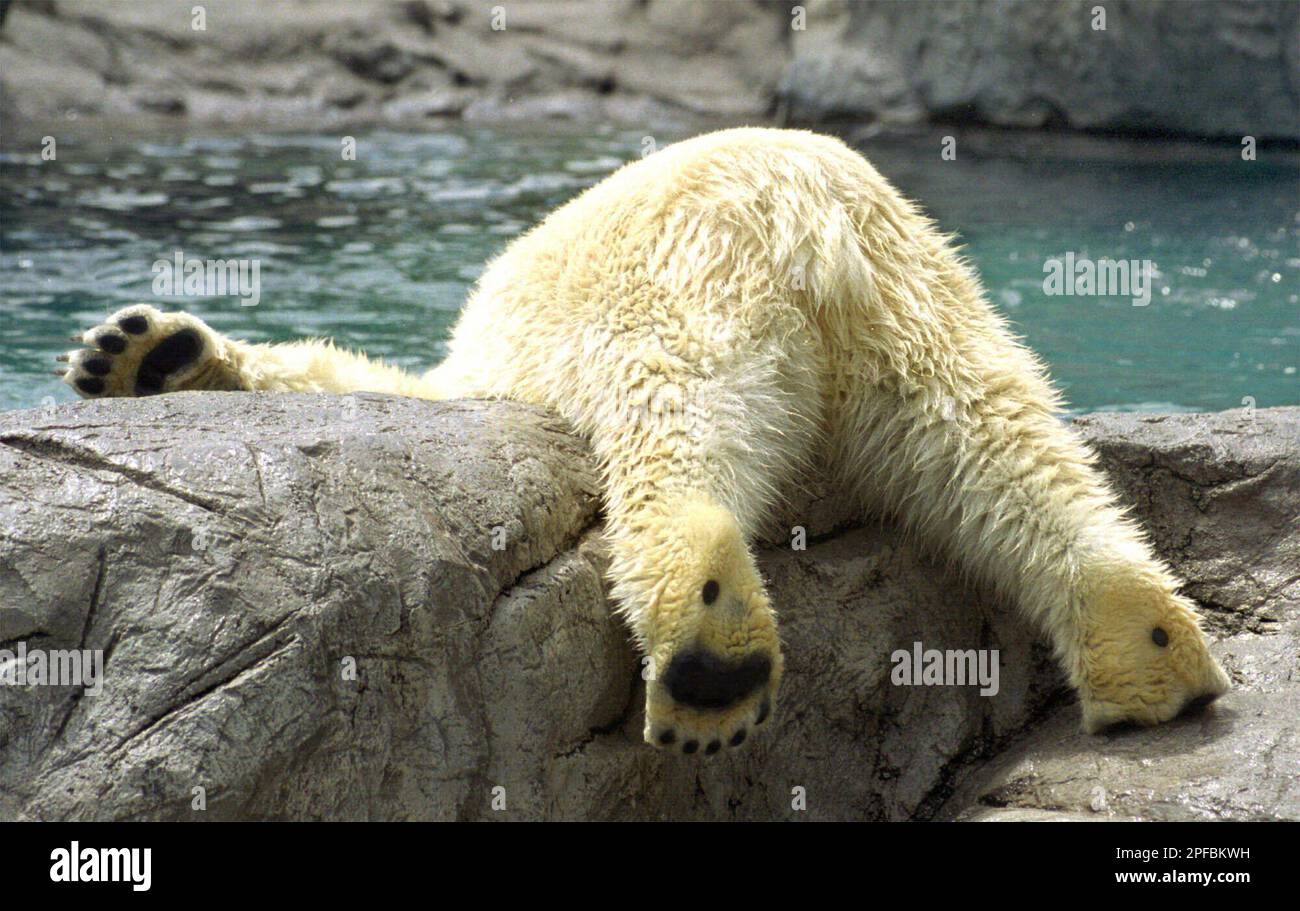 Koluk the Polar bear goes headfirst into the pool at the Albuquerque ...
