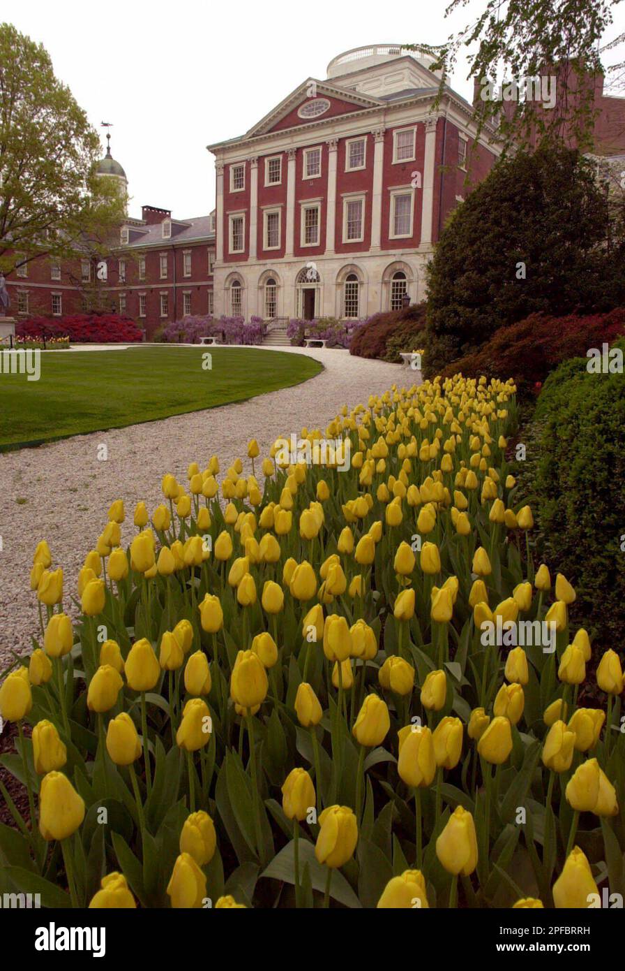 Tulips bloom along the walk way to the front of Pennsylvania Hospita in ...