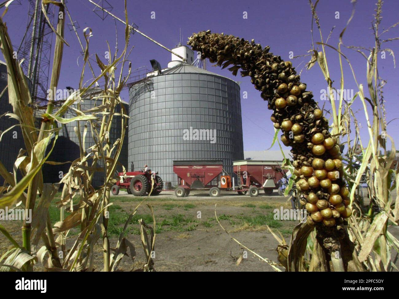 Heat-stressed corn tries to stand up behind the Farmers' Coop Burr ...
