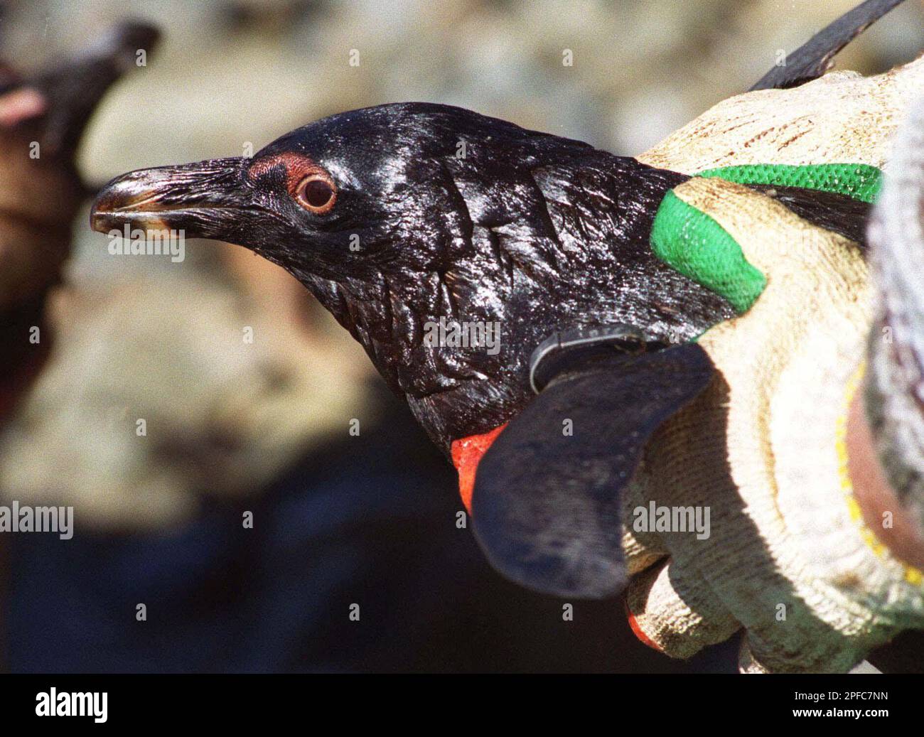 An oil-soaked penguin is held by a volunteer worker on Robben Island ...