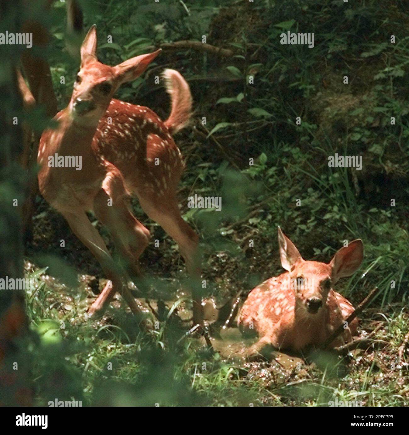 Two white-tail deer fawns frolic in a sunny spot in the woods outside ...