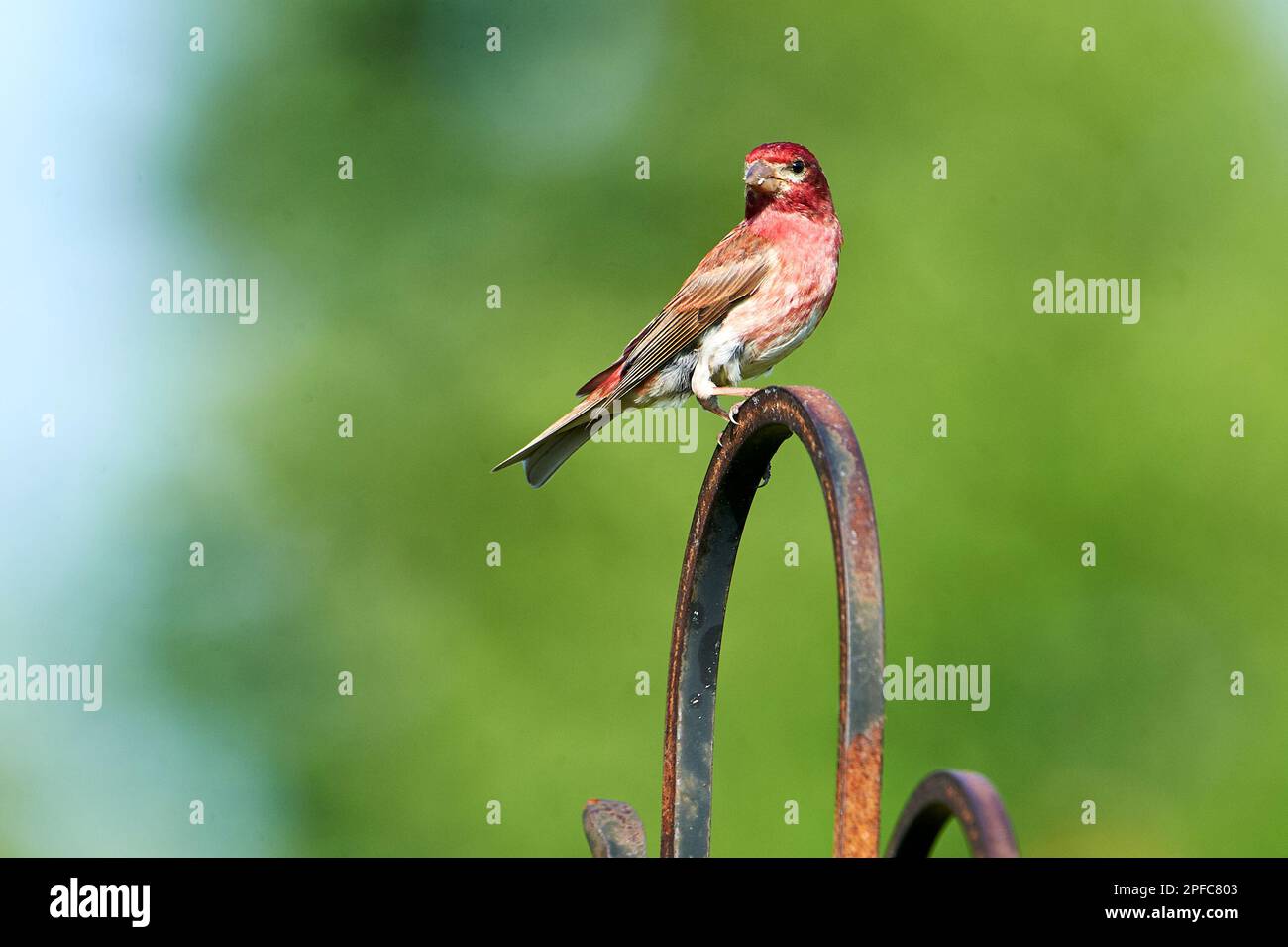 Purple Finch (Carpodacus purpureus) perched in a garden Cherry Hill ...