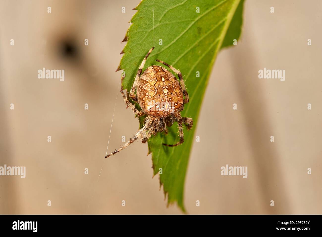 Shamrock Spider (Araneus trifolium) Female, Gabriola Island , British ...