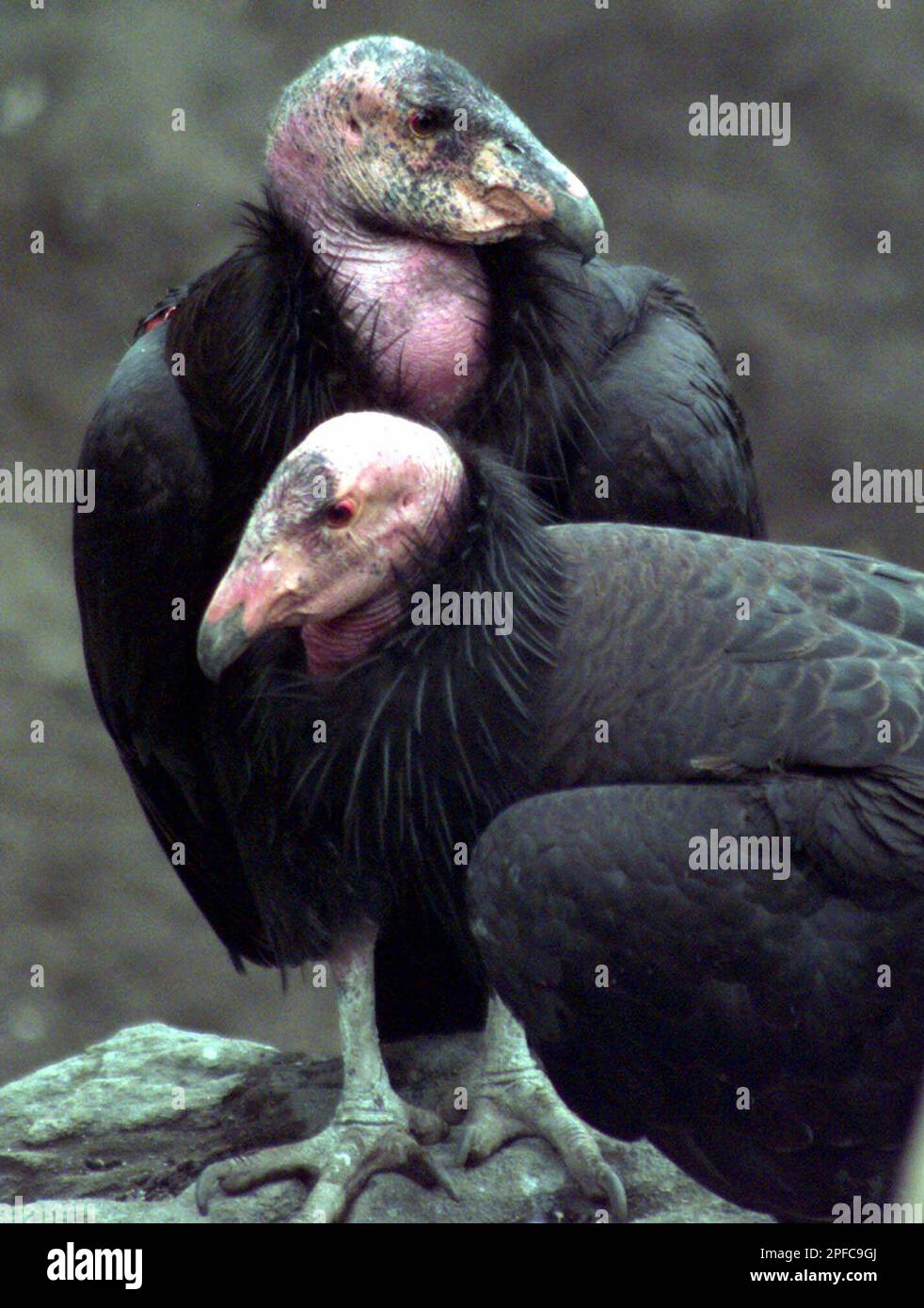 A pair of California condors sit atop a rock in the new Condor Ridge ...
