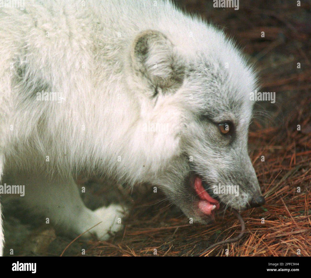 An Arctic fox finds a mouse in his new enclosure Thursday, May 25, 2000 ...
