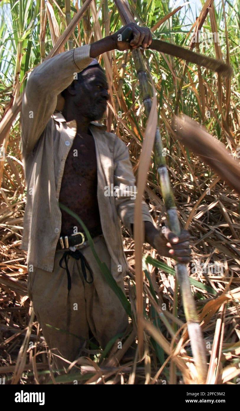 Paito Sobe, a Haitian sugar cane cutter, shaves off the leaves, before ...