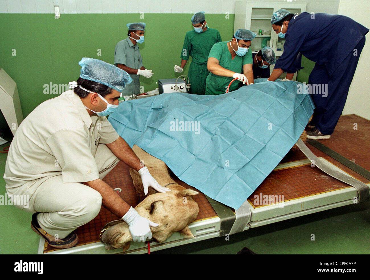 Zafran, a 7-year old male racing camel, is laid on a special surgery ...