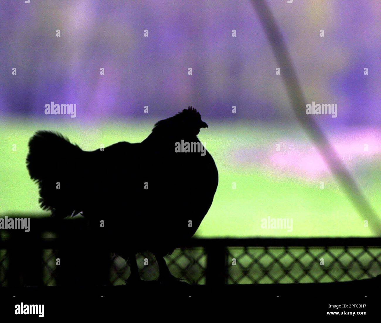 A rooster rests in the pig barn at Fox Chase Farm in Philadelphia ...
