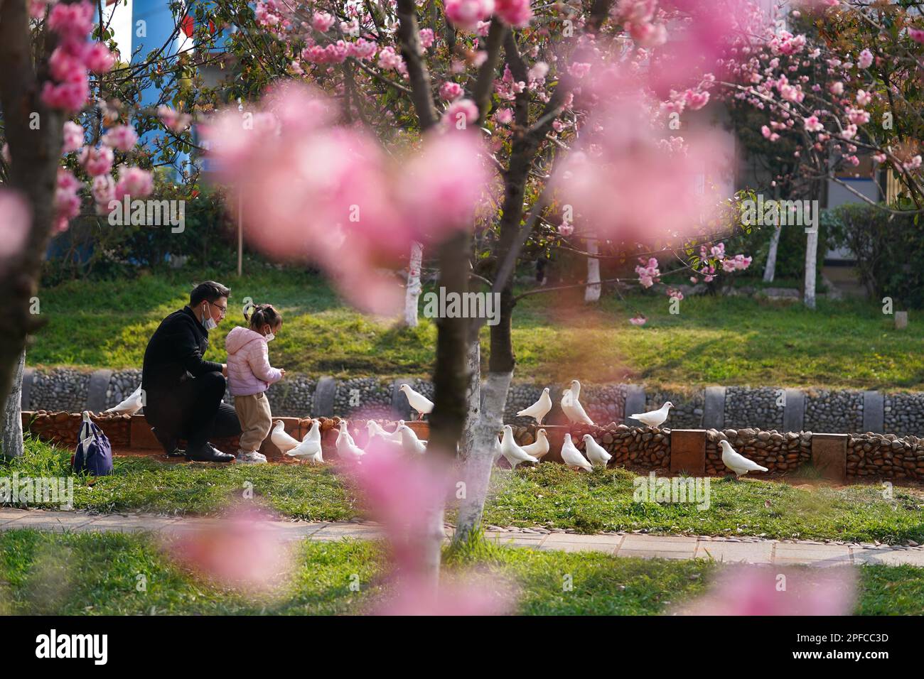 **CHINESE MAINLAND, HONG KONG, MACAU AND TAIWAN OUT** Spring flowers ...