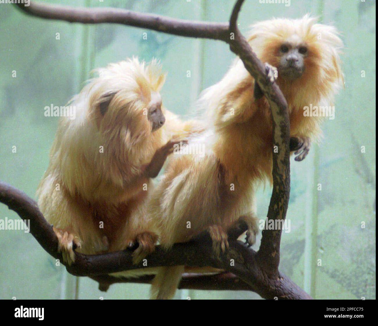 A male Golden Lion Tamarin grooms his female sibling in their habitat ...