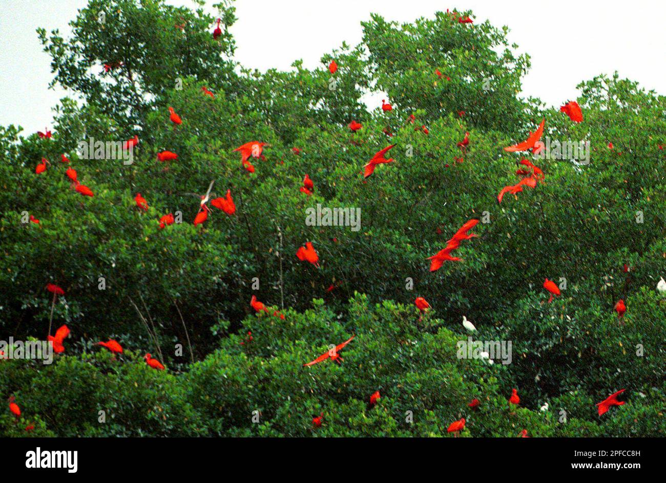 A flock of scarlet ibis land on a mangrove at twilight on their daily ...
