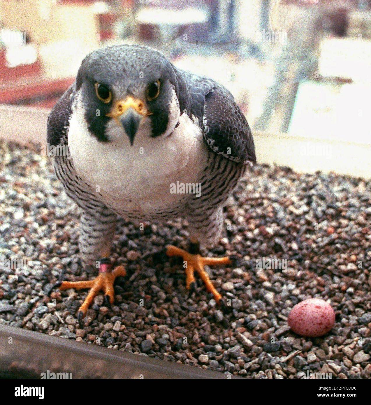 A Peregrine falcon named "Bridget" stands guard next to her egg ...