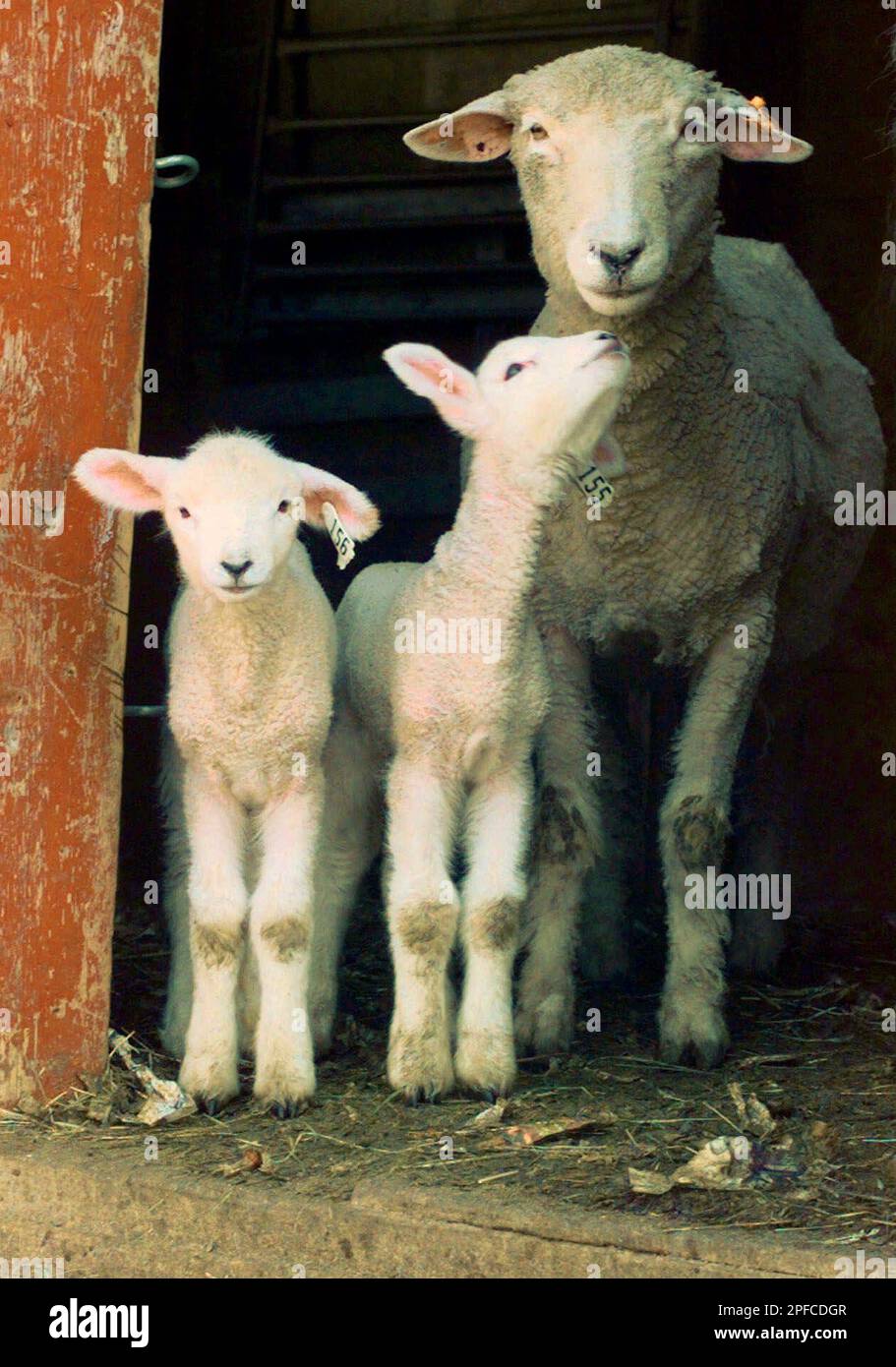 A young lamb looks up to its mother in a doorway at the Black Sheep ...