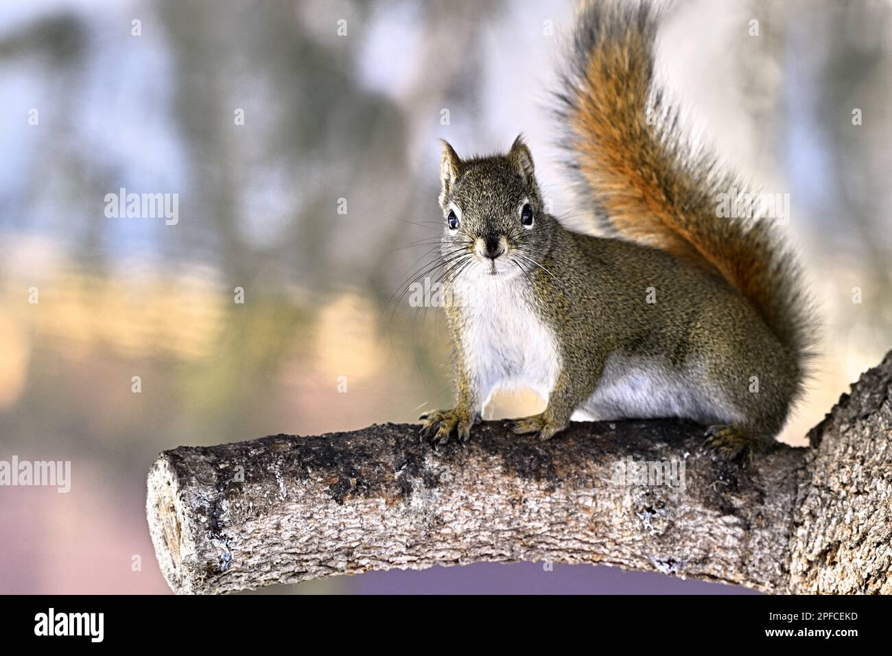A red squirrel " Tamiasciurus hudsonicus", sitting on a spruce tree ...