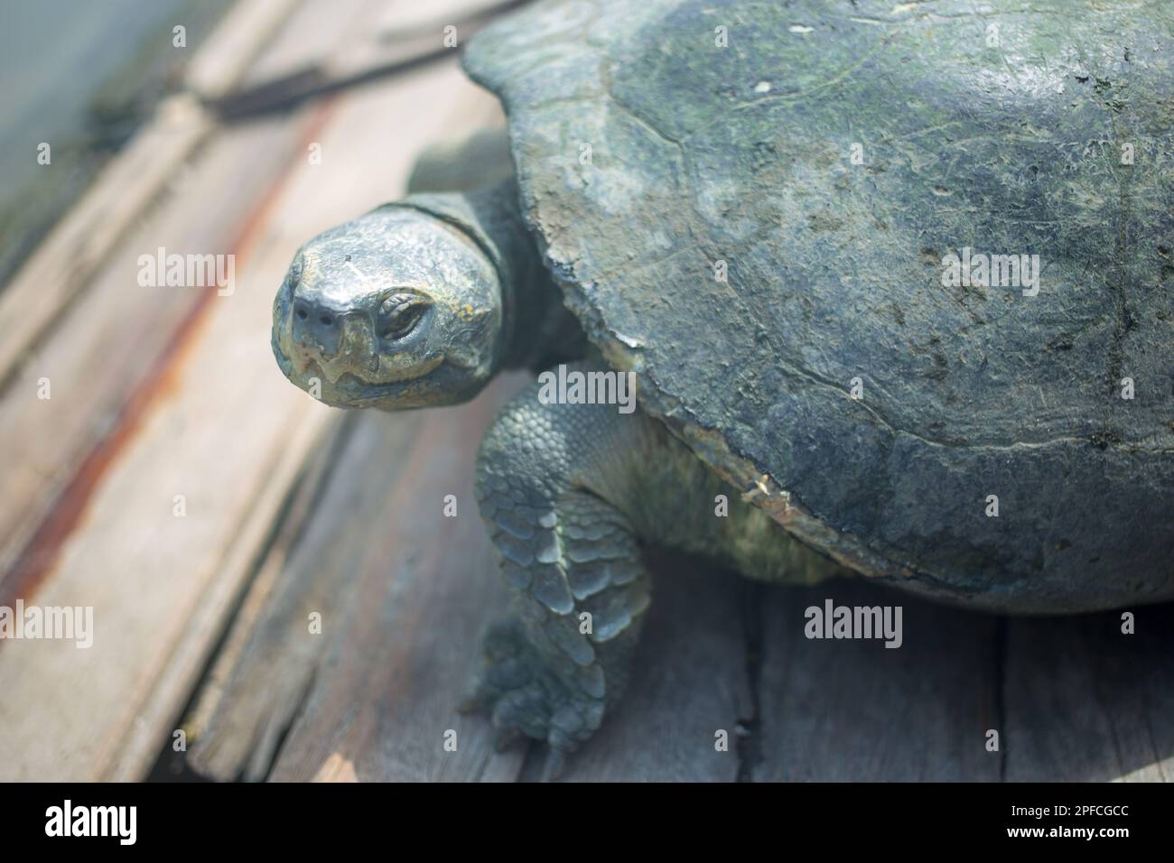 Thai turtle hi-res stock photography and images - Alamy
