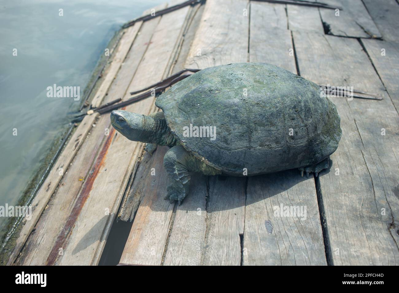 Thai turtle hi-res stock photography and images - Alamy