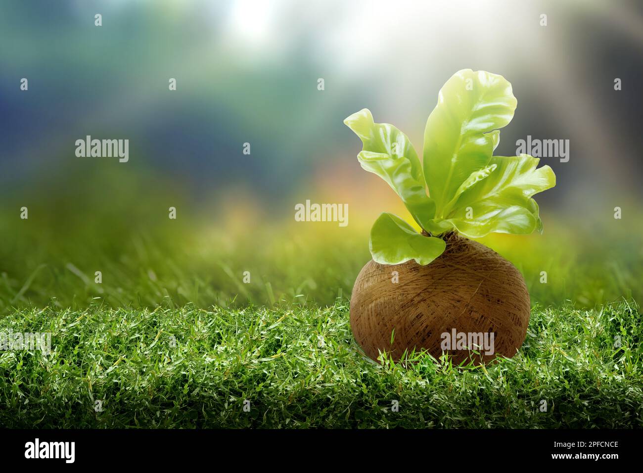Growing leaf on the ground. Earth Day Concept Stock Photo - Alamy