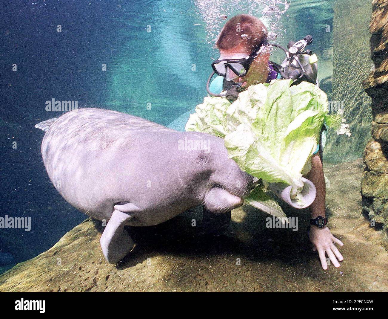 SeaWorld animal care specialist Britt Malott delivers romaine lettuce ...