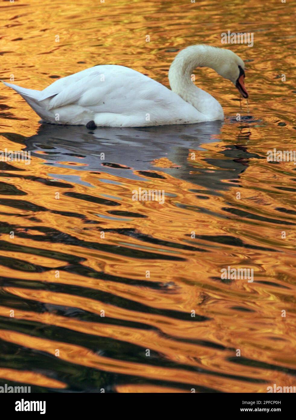 A swan swims in a pool reflecting the colors of fall at Spring Grove ...