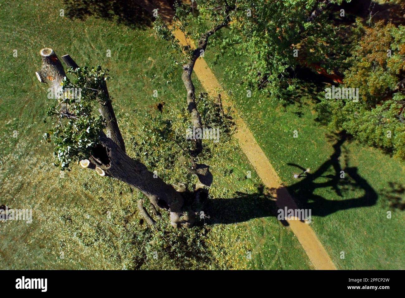 This is an aerial view of the nation's last Liberty Tree, a 400-year ...