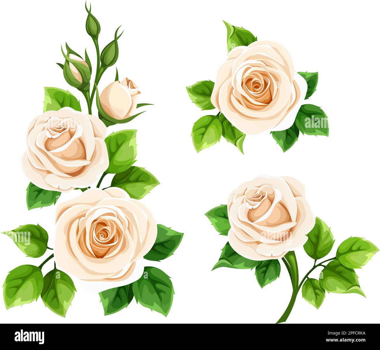Roses. Set of white rose flowers isolated on a white background. Vector ...