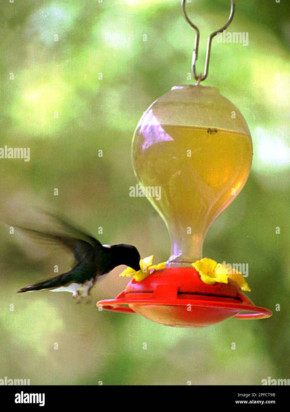 A hummingbird feeds from a feeder hanging on the verandah at the Asa ...