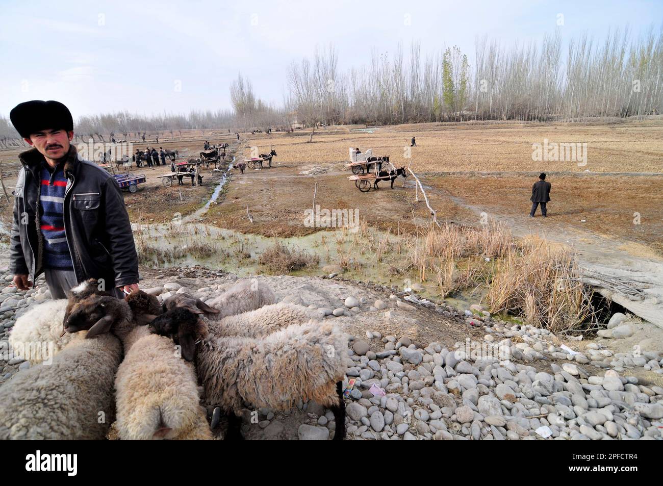 Uyghur men with their sheep and cattle at a large local weekly cattle ...