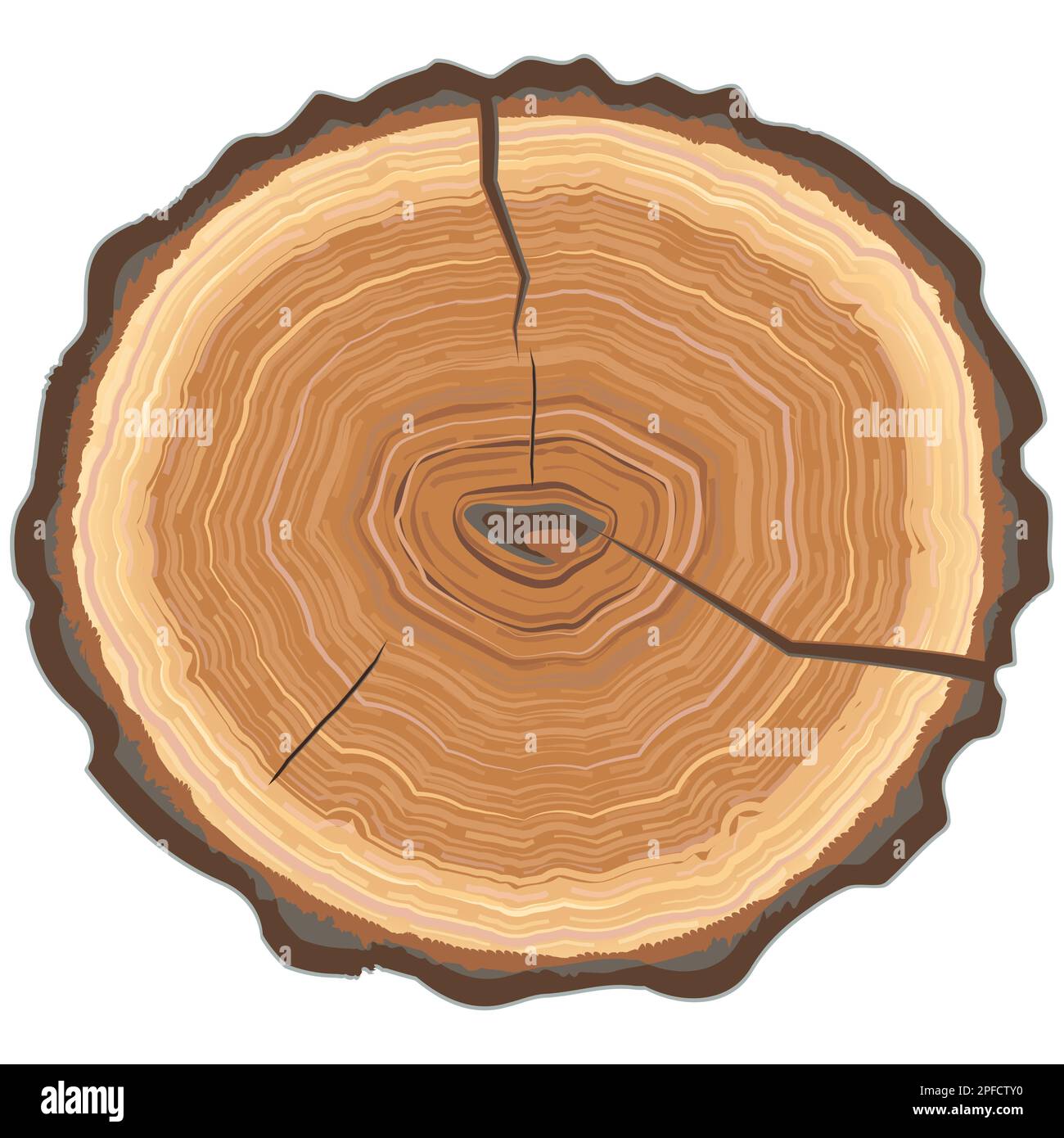 Round tree saw trunk cut with cracks and rings, sawn pine or oak slices, lumber. Wood circular ...