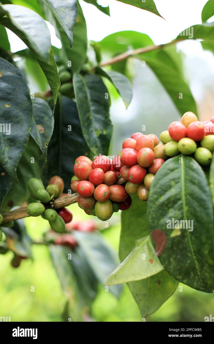 Indonesia java coffee plantation hi-res stock photography and images ...