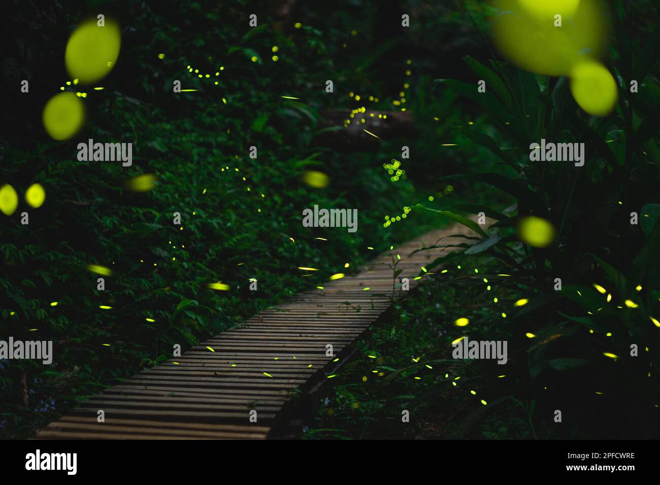 fireflies in the bush at night in taiwan Stock Photo - Alamy