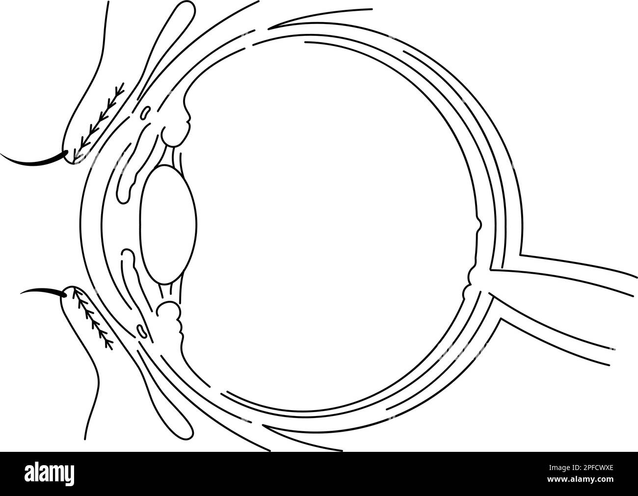Mononucleosis vector vectors hi-res stock photography and images - Alamy