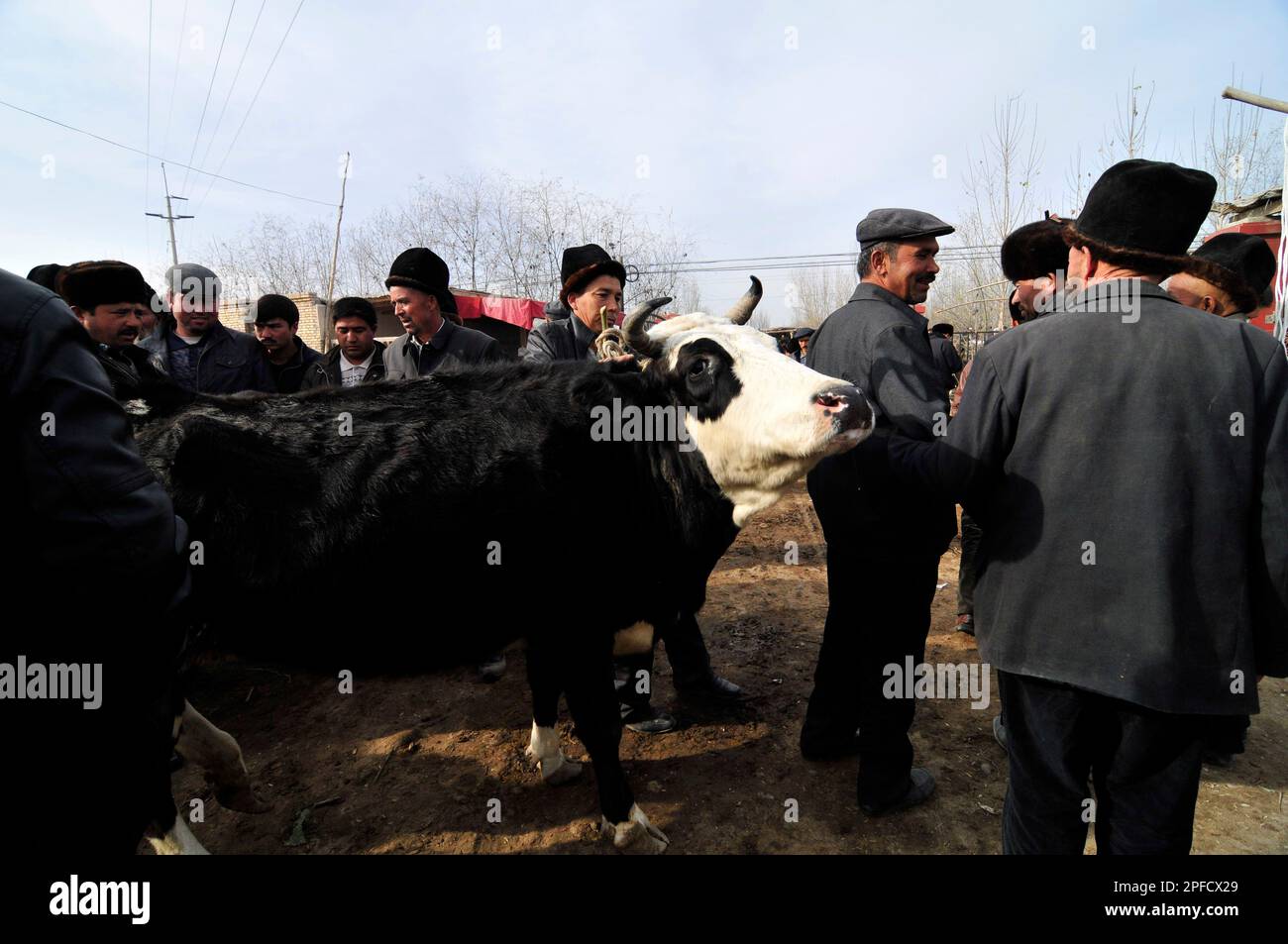 Uyghur men with their sheep and cattle at a large local weekly cattle ...