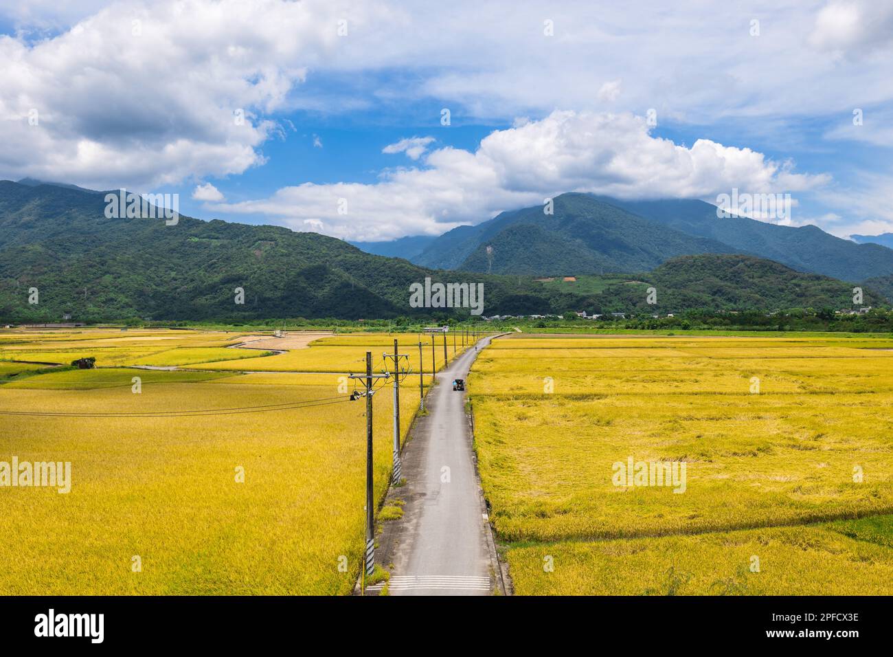 yellow rice field of dongli township in hualien, taiwan Stock Photo - Alamy