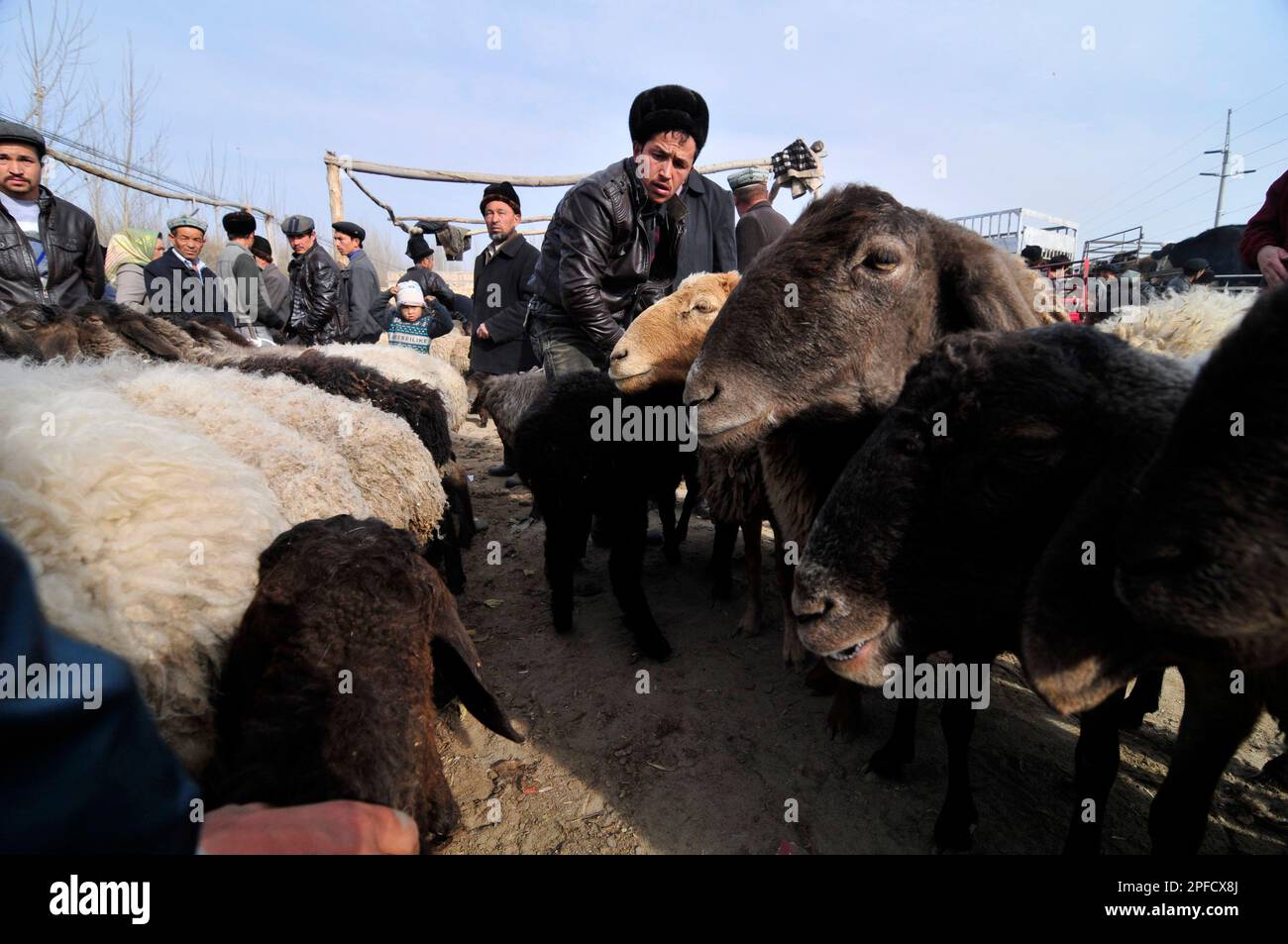 Uyghur men with their sheep and cattle at a large local weekly cattle ...
