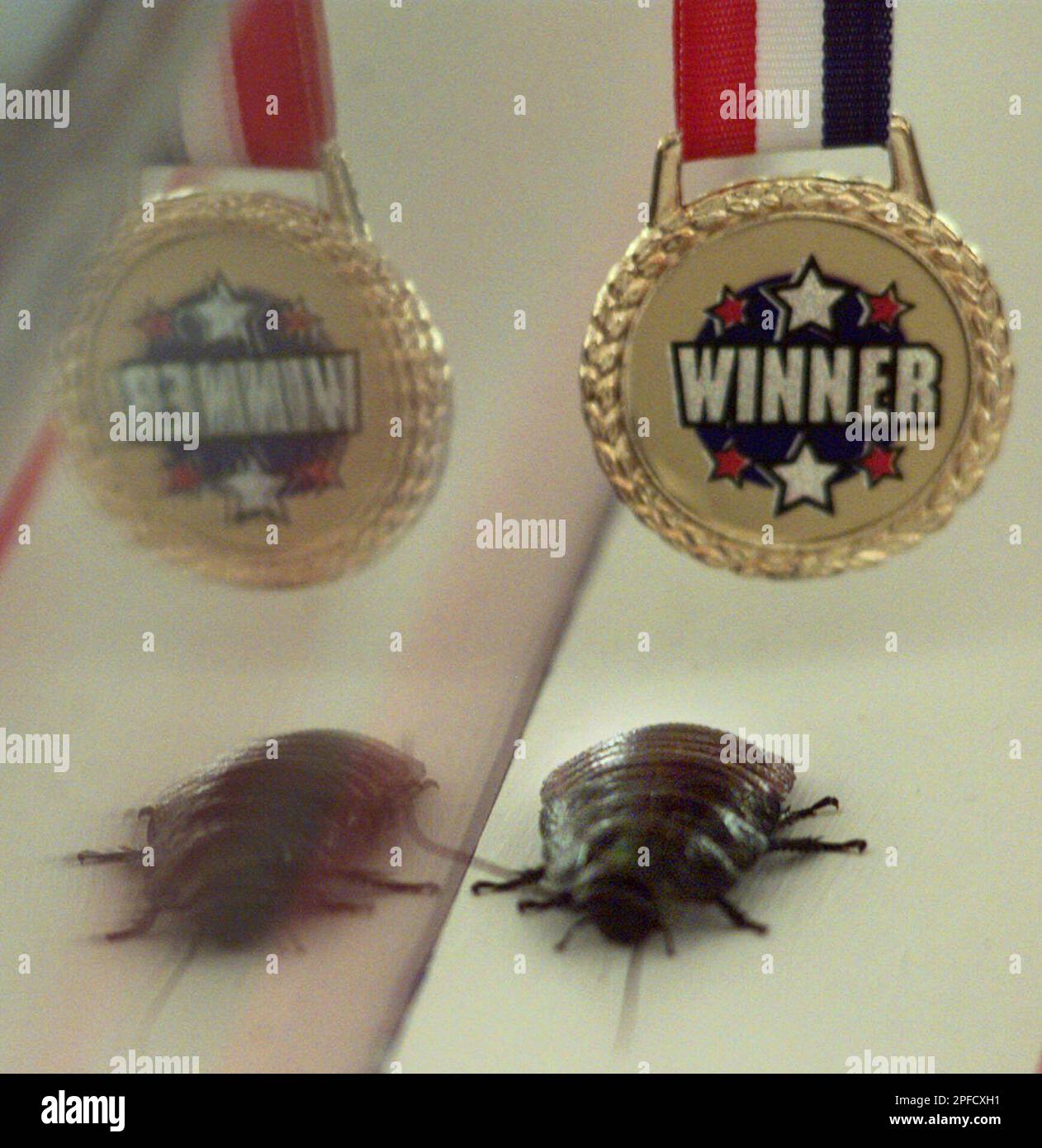 A medal is hung near the winning cockroach, representing Democratic ...
